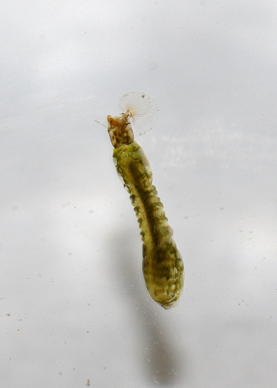 Stream Macroinvertebrates